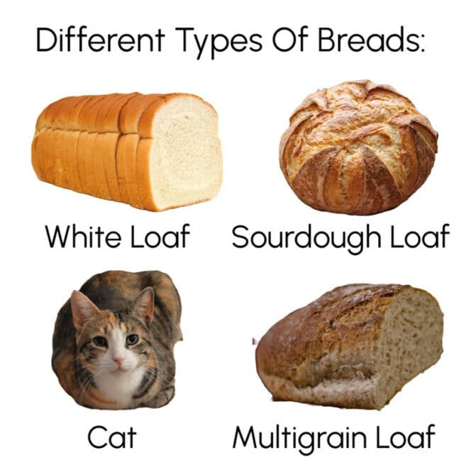 25 Cat Loaf Memes That Are Pure Bread Perfection