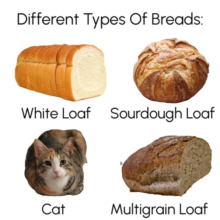 25 Cat Loaf Memes That Are Pure Bread Perfection
