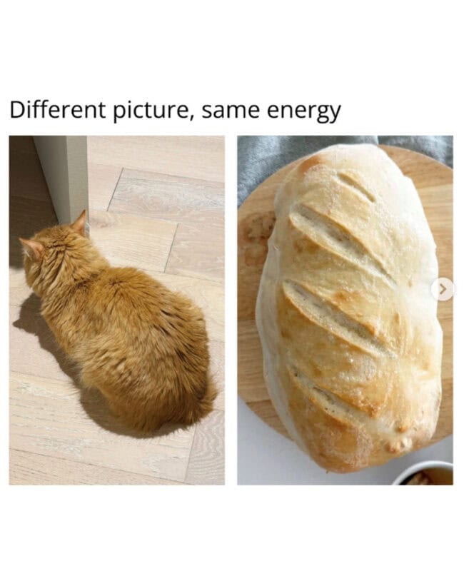 25 Cat Loaf Memes That Are Pure Bread Perfection