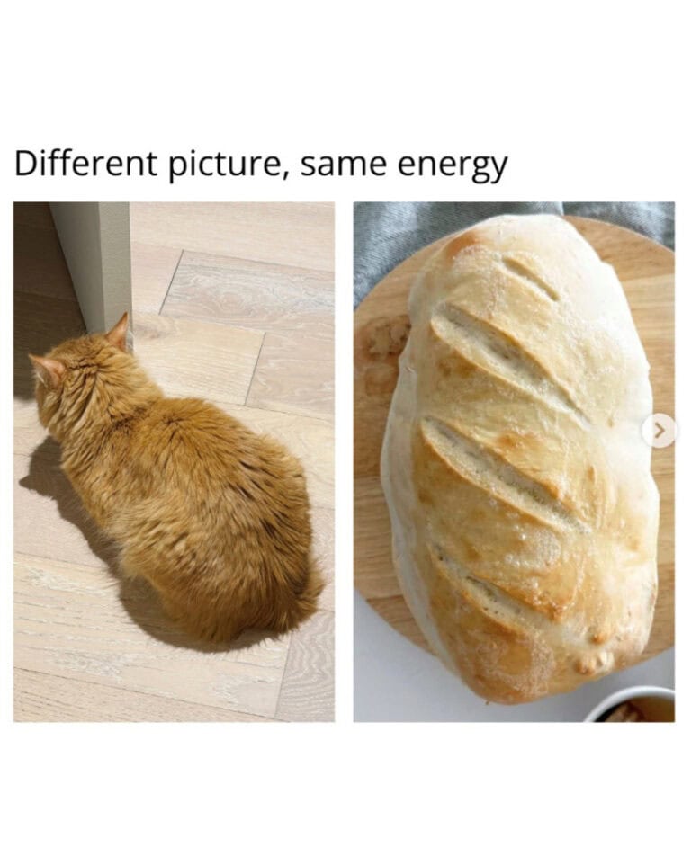 25 Cat Loaf Memes That Are Pure Bread Perfection