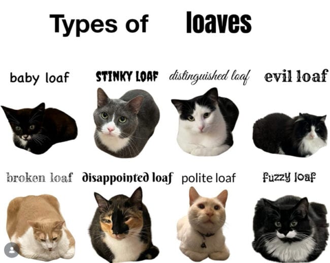 25 Cat Loaf Memes That Are Pure Bread Perfection