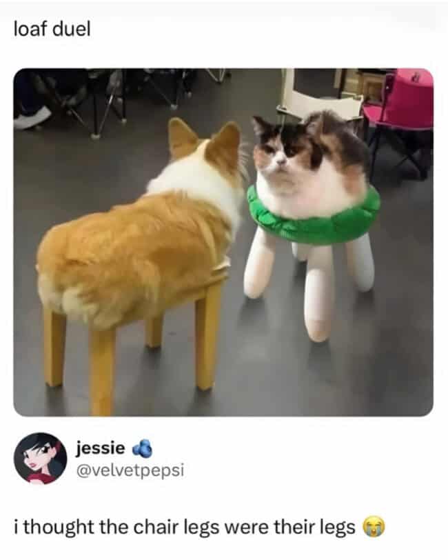 25 Cat Loaf Memes That Are Pure Bread Perfection