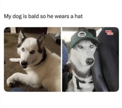 35 Funniest Dog Memes From The Week That'll Make You Smile (February 21 ...