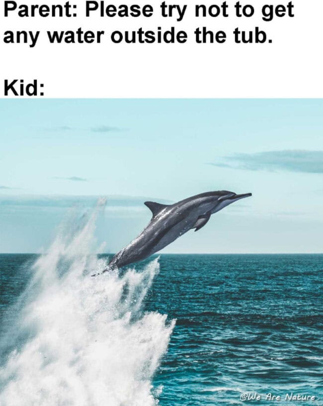 35 Wild Animal Memes From The Great Outdoors