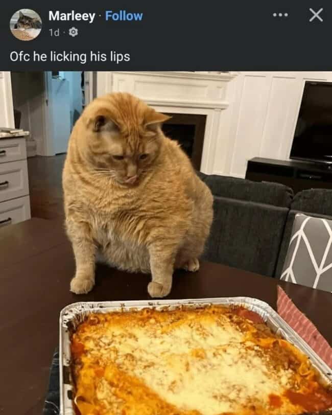 40 Funny Cat Memes For People With Constantly Hungry Cats