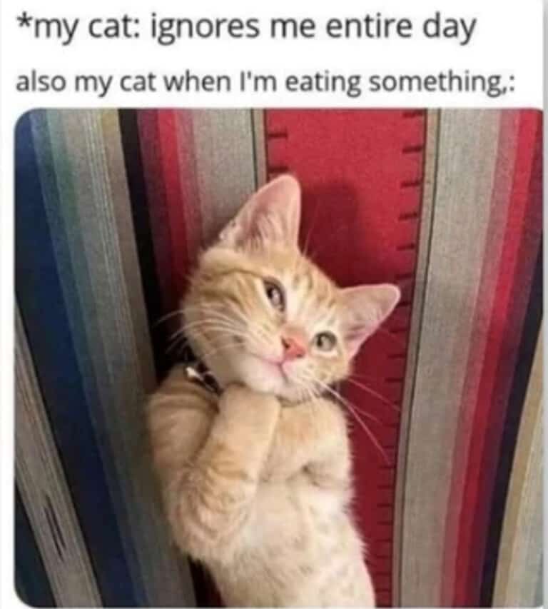 40 Funny Cat Memes For People With Constantly Hungry Cats
