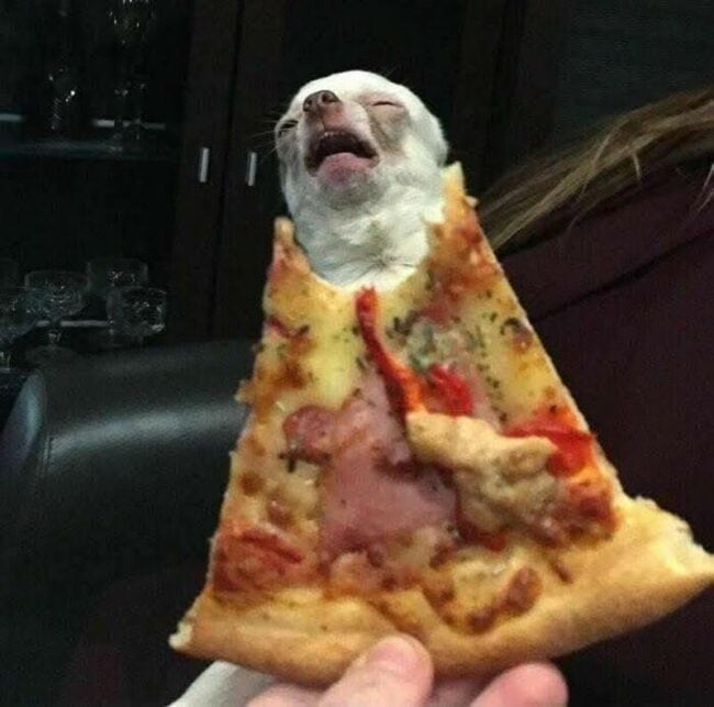 35 Random Funny Animal Pictures That Are Delightful For No Particular ...