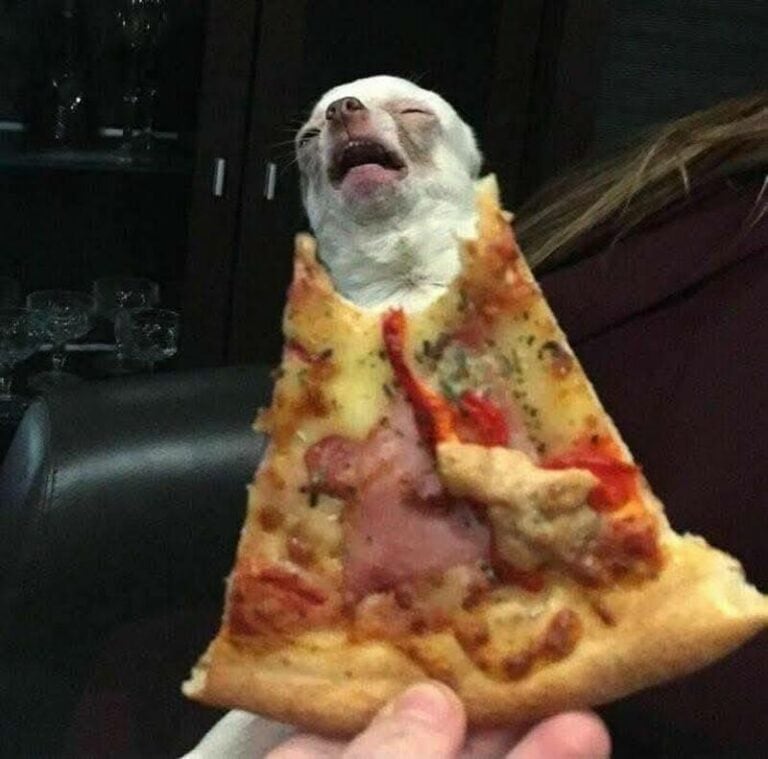 35 Random Funny Animal Pictures That Are Delightful For No Particular ...