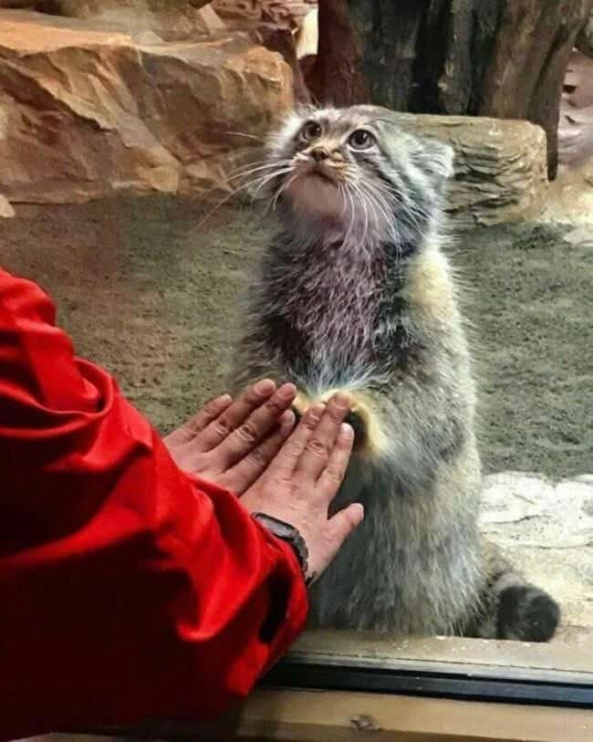 35 Random Funny Animal Pictures That Are Delightful For No Particular ...
