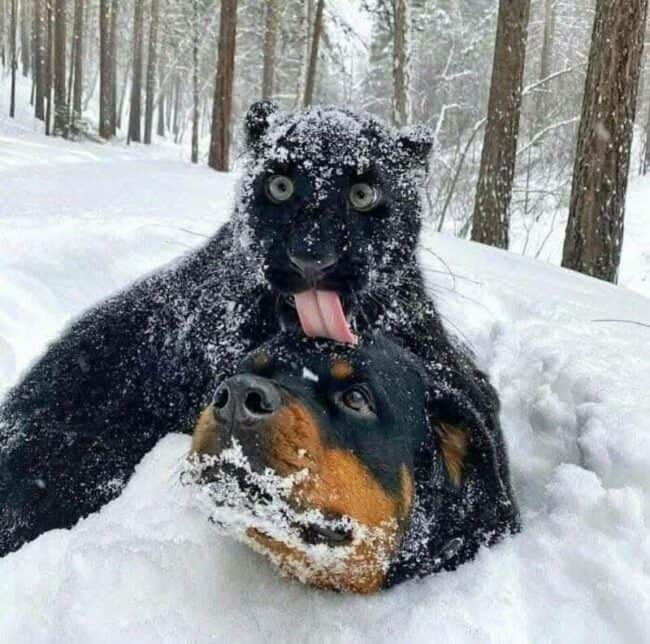 35 Random Funny Animal Pictures That Are Delightful For No Particular ...