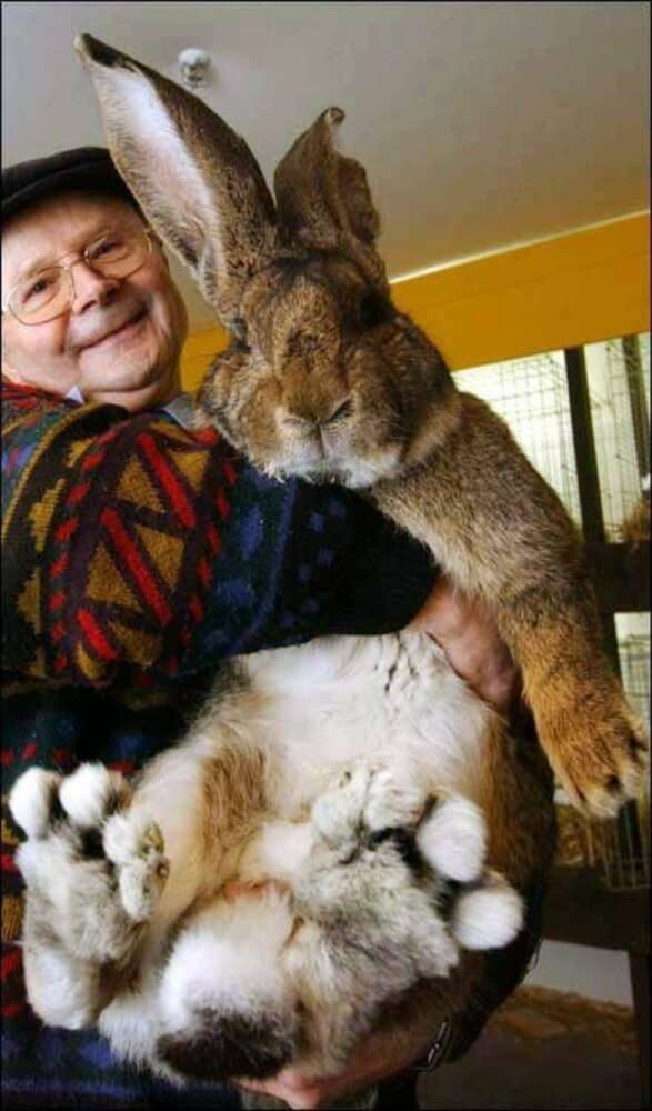 35 Random Funny Animal Pictures That Are Delightful For No Particular ...