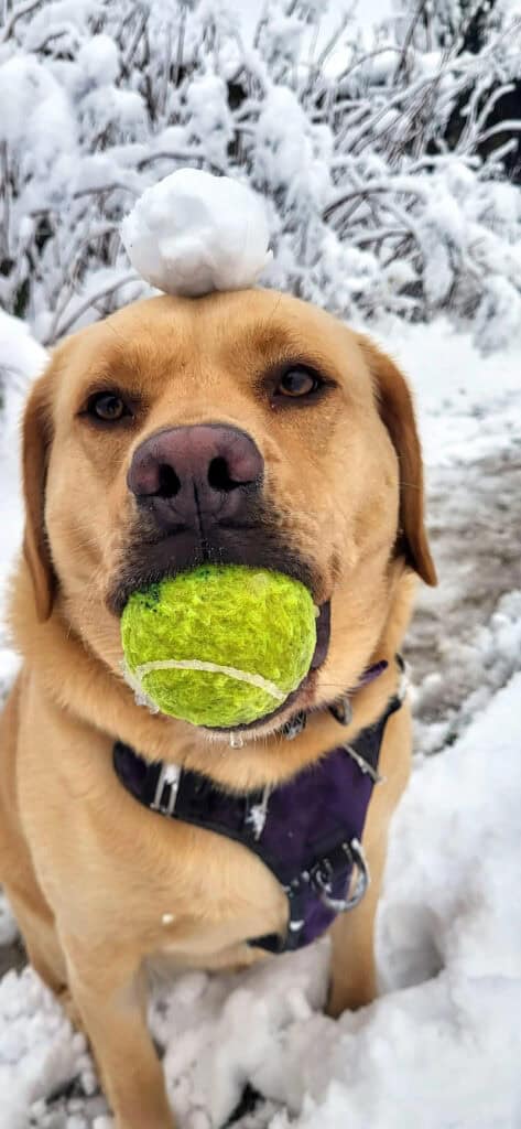 35 Random Funny Animal Pictures That Are Delightful For No Particular ...