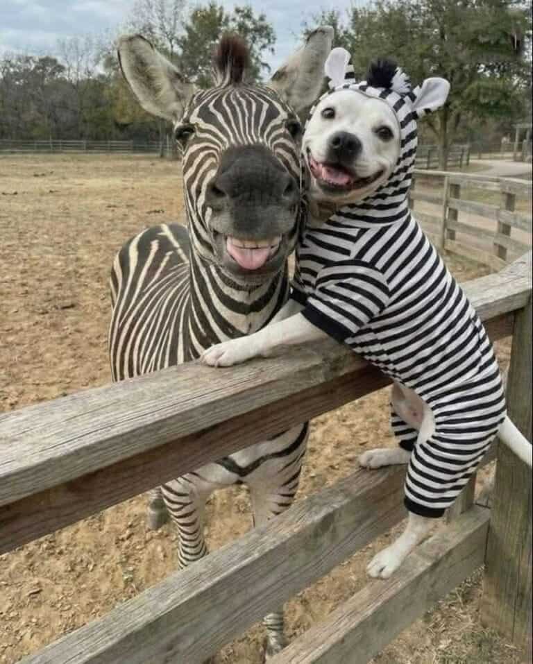 35 Random Funny Animal Pictures That Are Delightful For No Particular ...