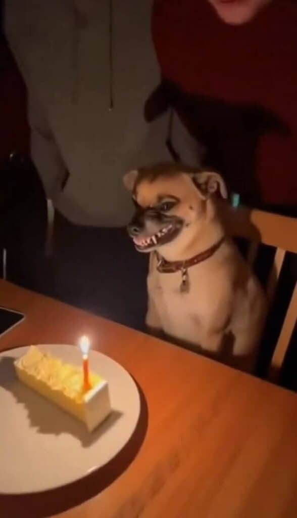 35 Random Funny Animal Pictures That Are Delightful For No Particular ...