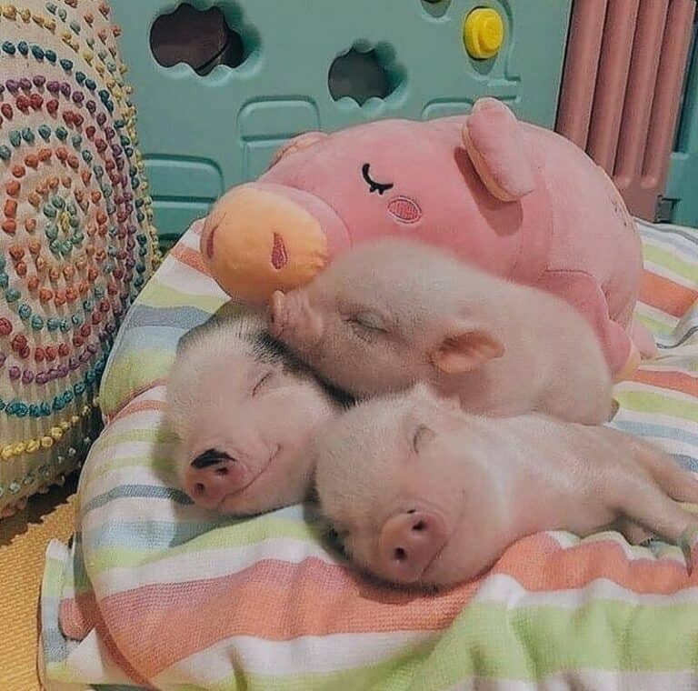 35 Random Funny Animal Pictures That Are Delightful For No Particular ...