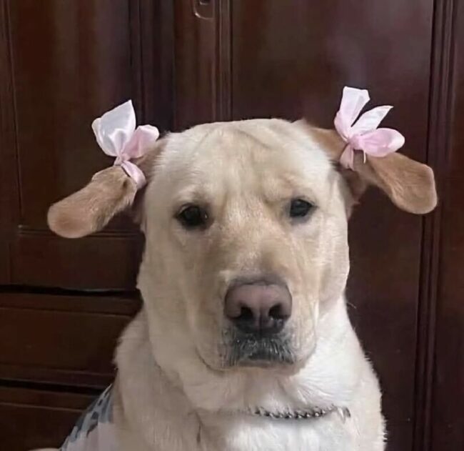 35 Random Funny Animal Pictures That Are Delightful For No Particular ...