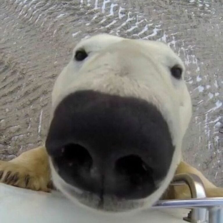 40 Random Funny Animal Pictures That Were A Pure Delight This Week ...