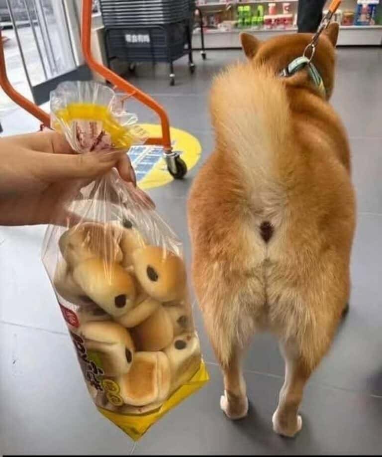 35 Random Animal Pictures That Need No Explanation This Week (February ...