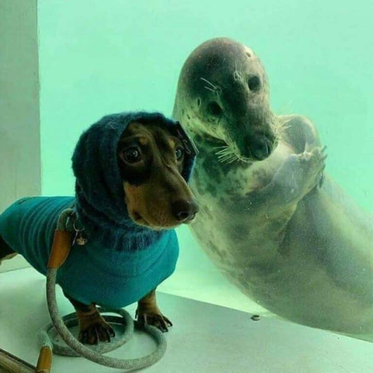 35 Random Animal Pictures That Need No Explanation This Week (February ...