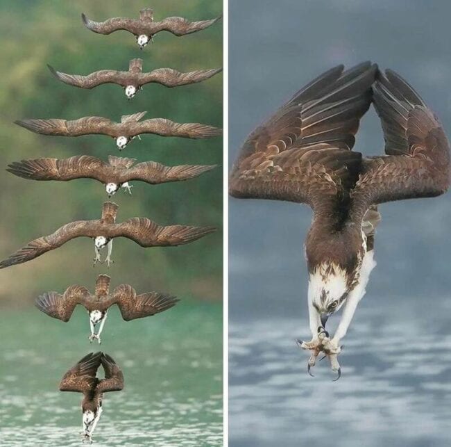 35 Random Animal Pictures That Need No Explanation This Week (February ...