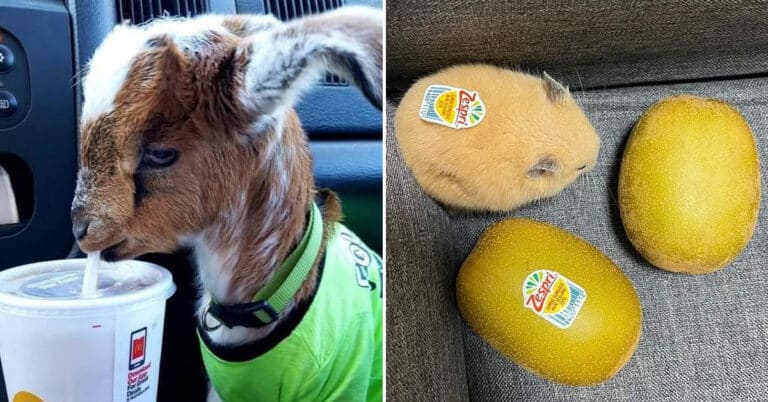 35 Random Funny Animal Pictures That Are Delightful For No Particular ...