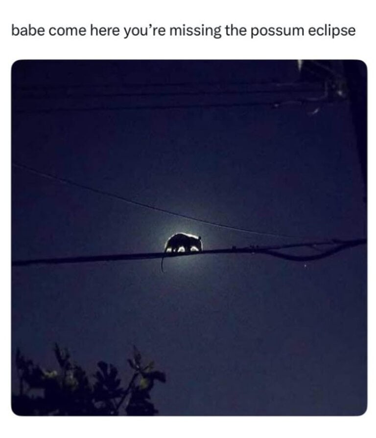 35 Tiny Animal Memes With Big Personality To Brighten Your Day