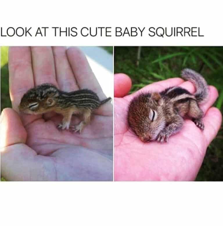 35 Tiny Animal Memes With Big Personality To Brighten Your Day