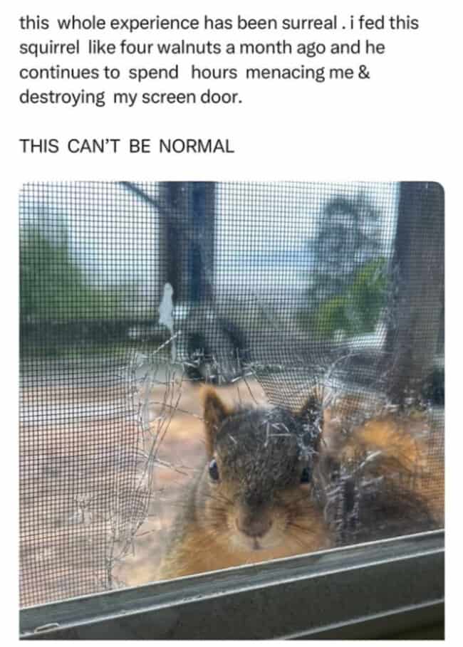 35 Tiny Animal Memes With Big Personality To Brighten Your Day