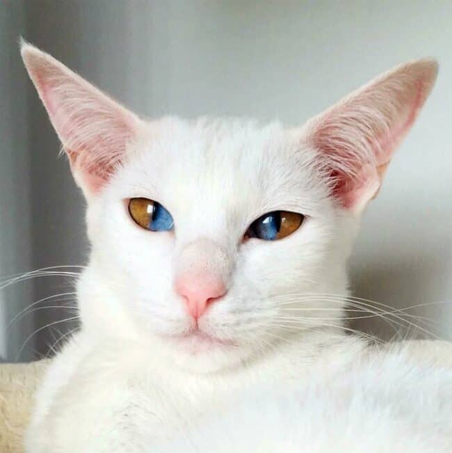 35 Unique Animals With Rare Genetic Mutations That Make Them Seem Like ...