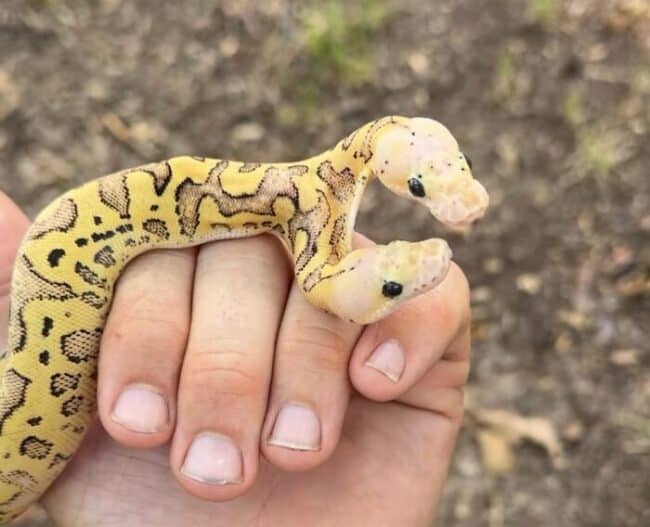 35 Unique Animals With Rare Genetic Mutations That Make Them Seem Like ...