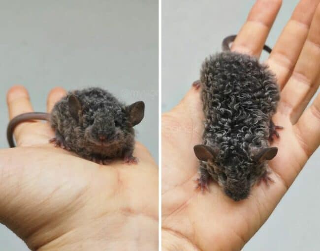 35 Unique Animals With Rare Genetic Mutations That Make Them Seem Like ...