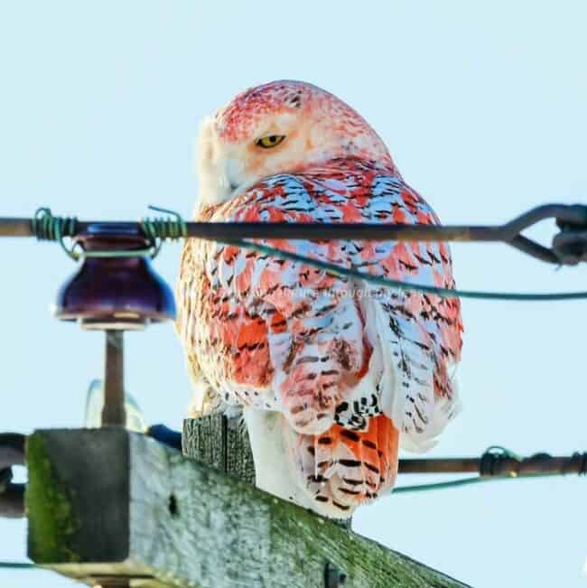 35 Unique Animals With Rare Genetic Mutations That Make Them Seem Like ...