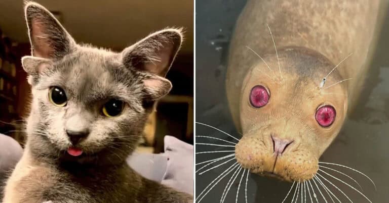 35 Unique Animals With Rare Genetic Mutations That Make Them Seem Like ...