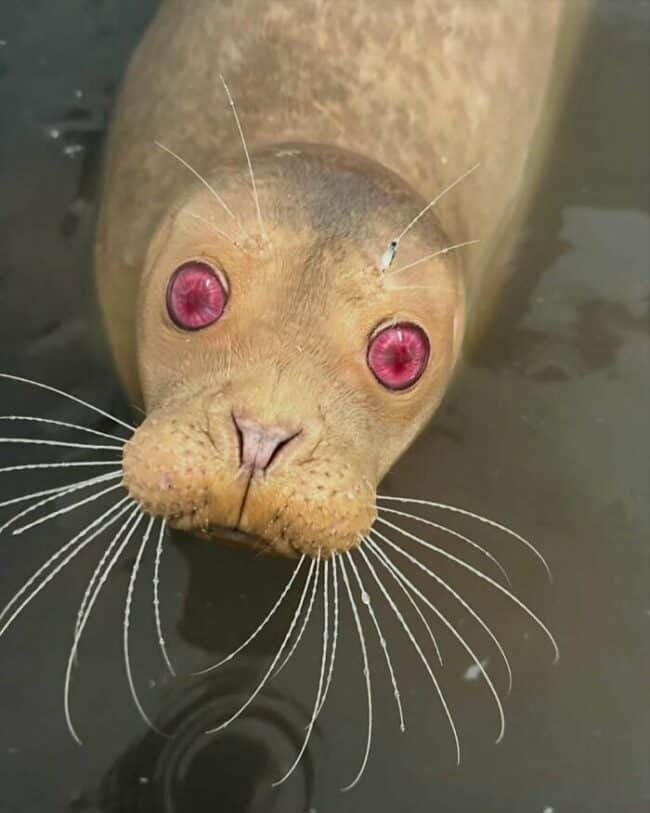 35 Unique Animals With Rare Genetic Mutations That Make Them Seem Like ...