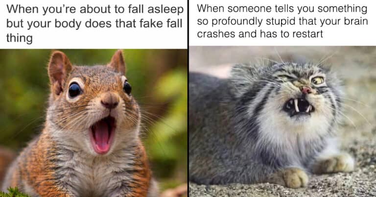 35 Wild Animal Memes From The Great Outdoors