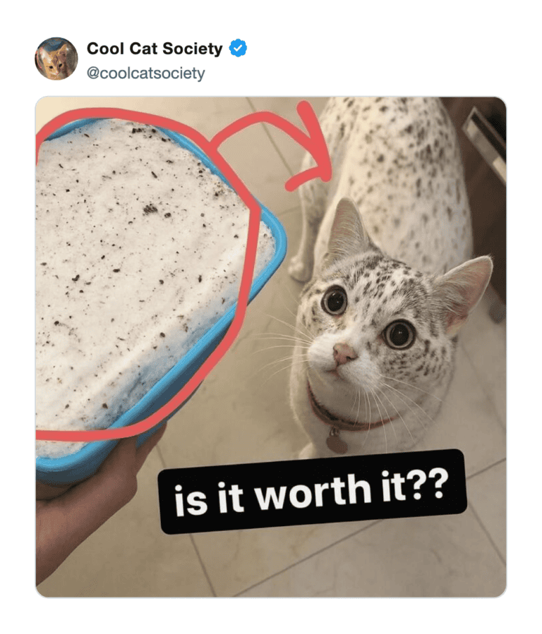 35 Funniest Cat Tweets From This Week That Deserve A Treat