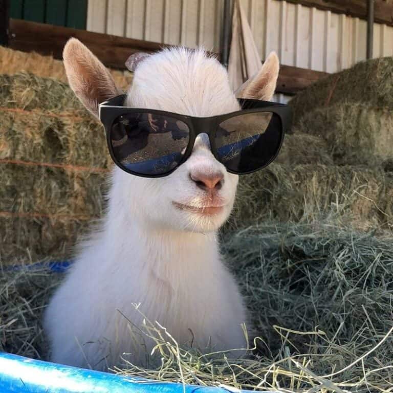 35 Random Funny Animal Pictures That Made This Week Worth It