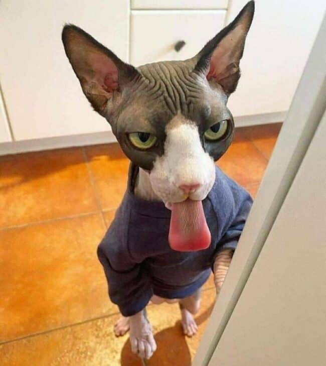 35 Random Funny Animal Pictures That That Made Our Week Better