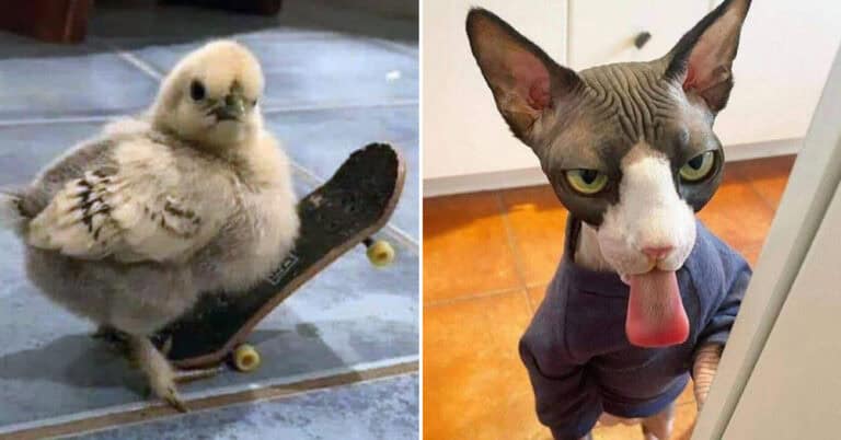 35 Random Funny Animal Pictures That That Made Our Week Better