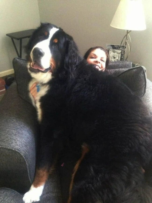 45 Dogs Who Forgot They're Not Lap Dogs