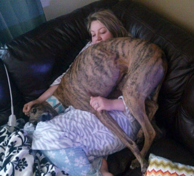 45 Dogs Who Forgot They're Not Lap Dogs
