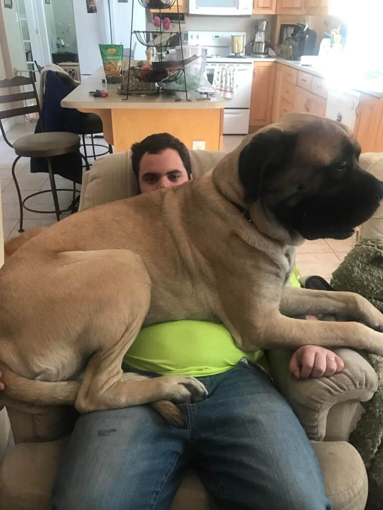 45 Dogs Who Forgot They're Not Lap Dogs