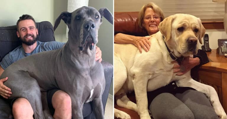 45 Dogs Who Forgot They're Not Lap Dogs
