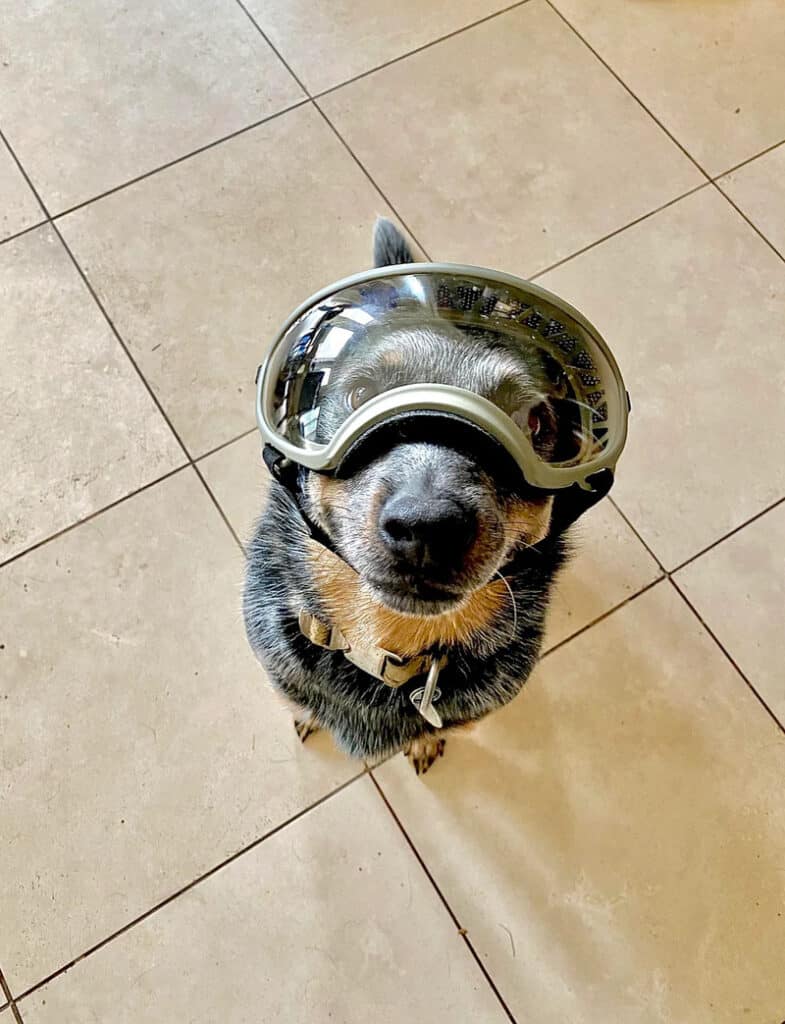 35 Dogs In Doggles Taking Eye Protection Very Seriously