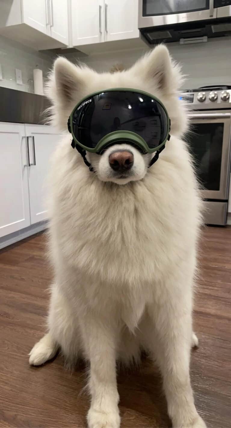 35 Dogs In Doggles Taking Eye Protection Very Seriously