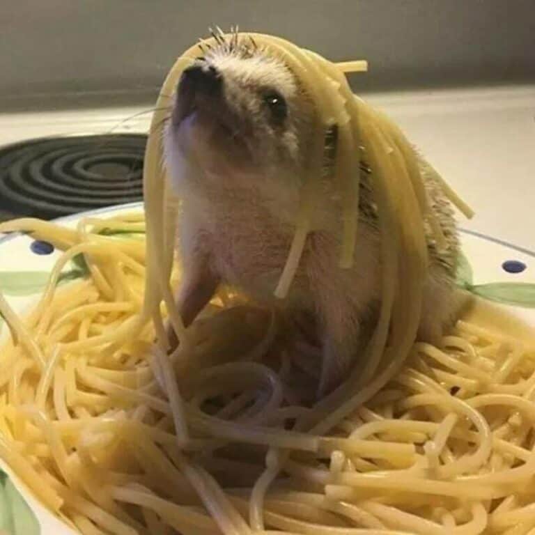 40 Random Funny Animal Pictures That Feel Like A Glitch In A Very Cute ...