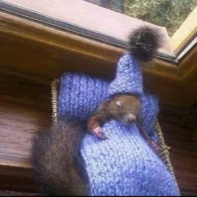 40 Random Funny Animal Pictures That Feel Like A Glitch In A Very Cute ...