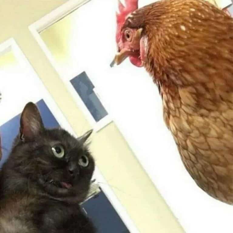 40 Random Funny Animal Pictures That Feel Like A Glitch In A Very Cute ...