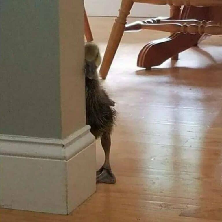 40 Random Funny Animal Pictures That Feel Like A Glitch In A Very Cute ...
