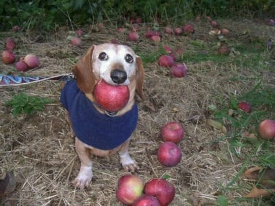 40 Random Funny Animal Pictures That Feel Like A Glitch In A Very Cute ...
